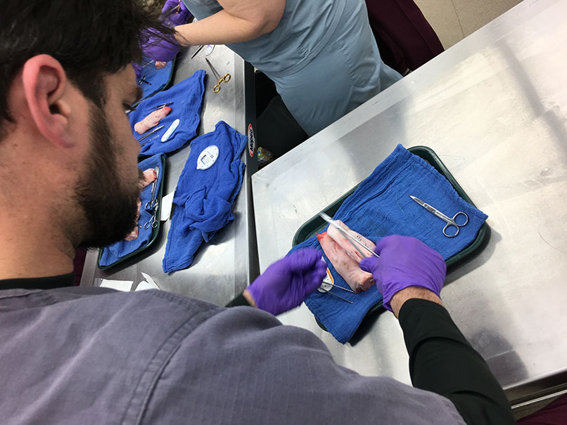 Applied Anatomy Track | Longitudinal Tracks